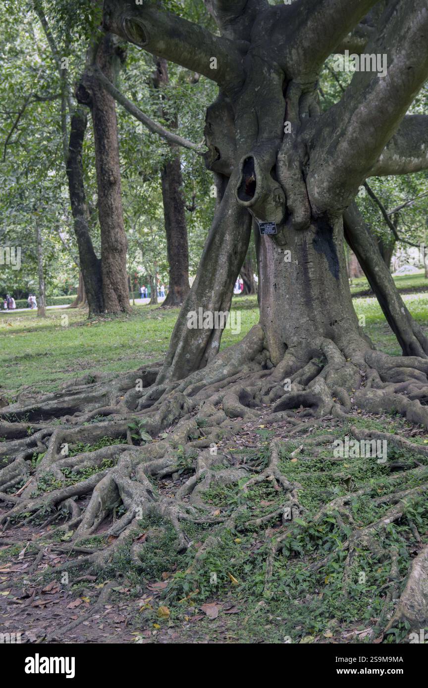 Giant Ficus Benjamina aka weeping fig sacred fig in the Royal Botanic ...