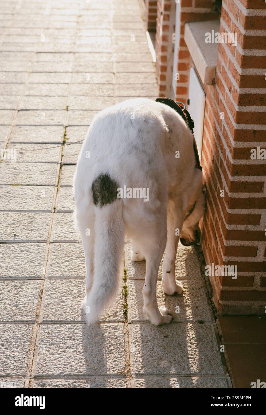 A white dog is sniffing a brick wall. The dog is looking at the wall ...