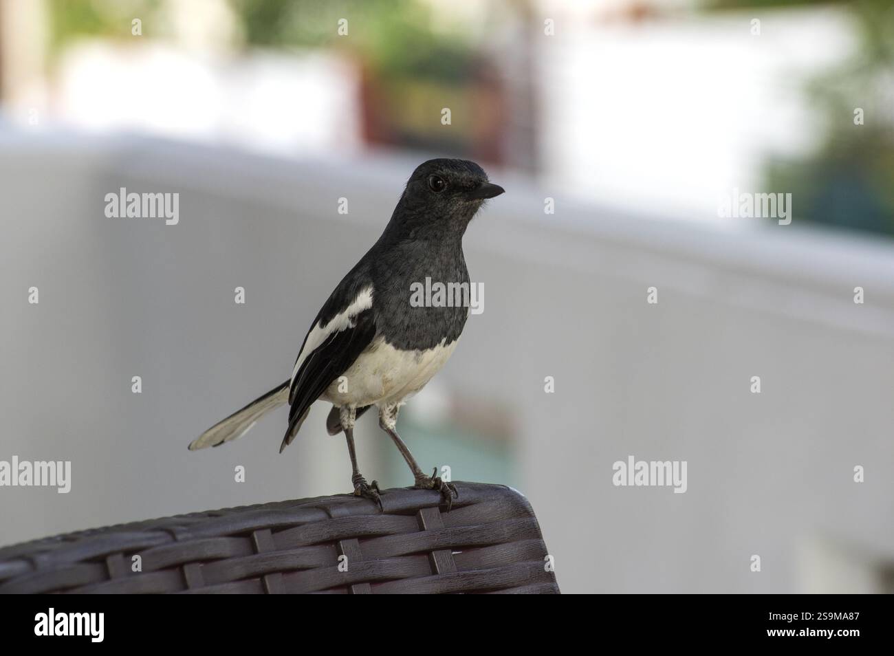Polkichcha in sinhala sinhalese hi-res stock photography and images - Alamy