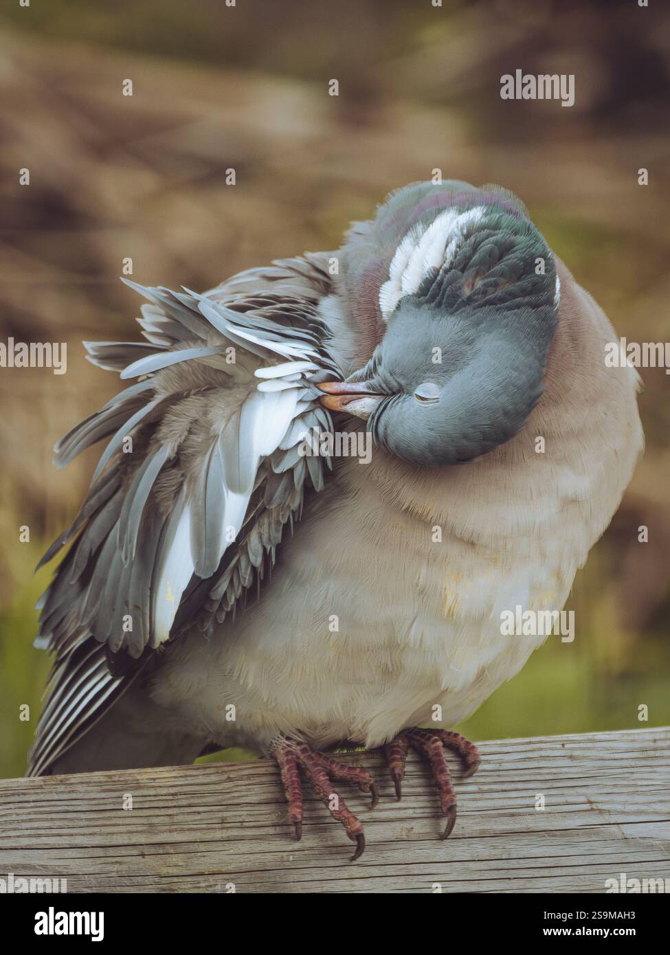 Wood Pigeon preening it's feathers Stock Photo - Alamy