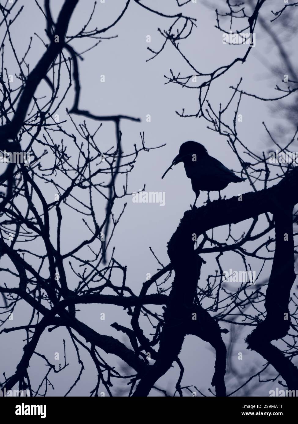 A silhouette of a crow gathering nesting material Stock Photo - Alamy