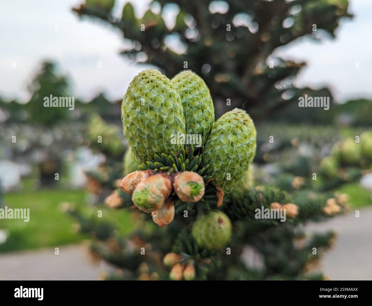 Cone flower closeup hi-res stock photography and images - Alamy