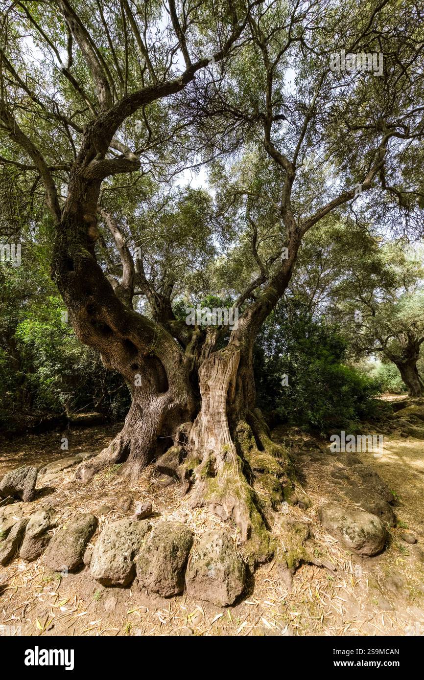 A very old olive tree, growing in the Santuario nuragico di Santa ...