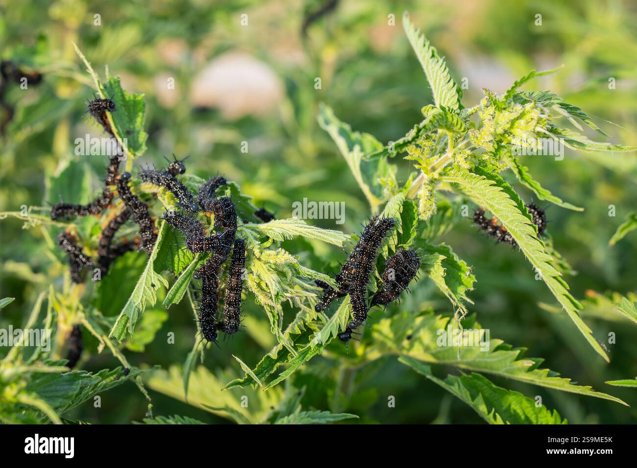 The caterpillars of european peacock butterfly, Aglais io, feeding on ...