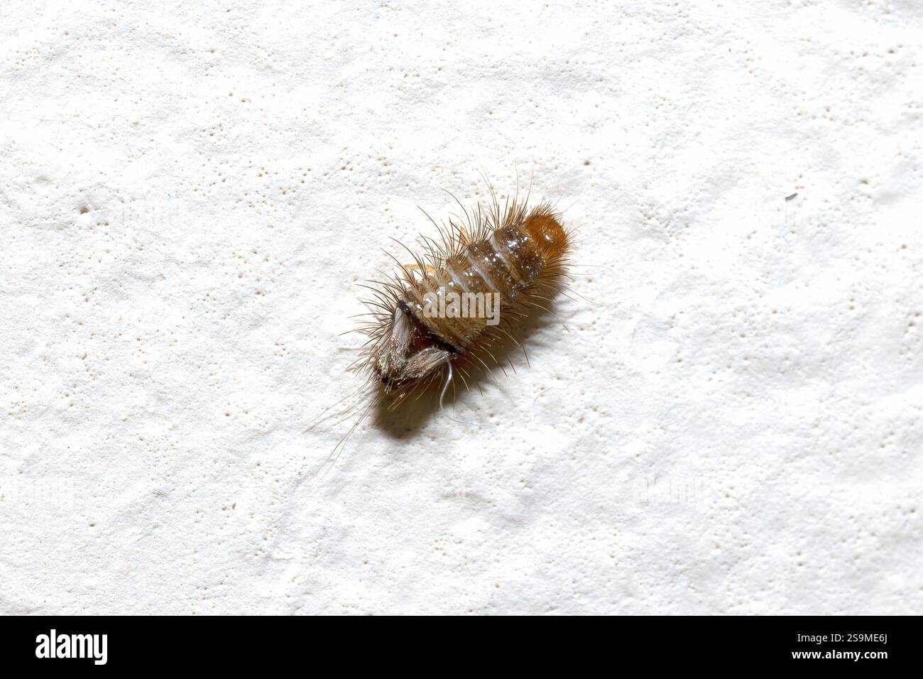Close-up of Carpet Beetle Larva on White Surface, isolated Stock Photo ...