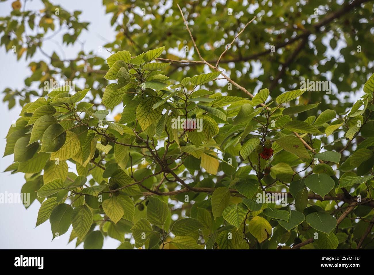 Lush green leaves envelop bright fruits on a tree branch in Albania ...