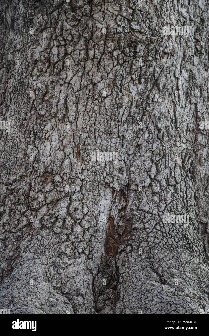 The bark of a large, ancient tree in Albania showcases detailed textures and patterns formed ...
