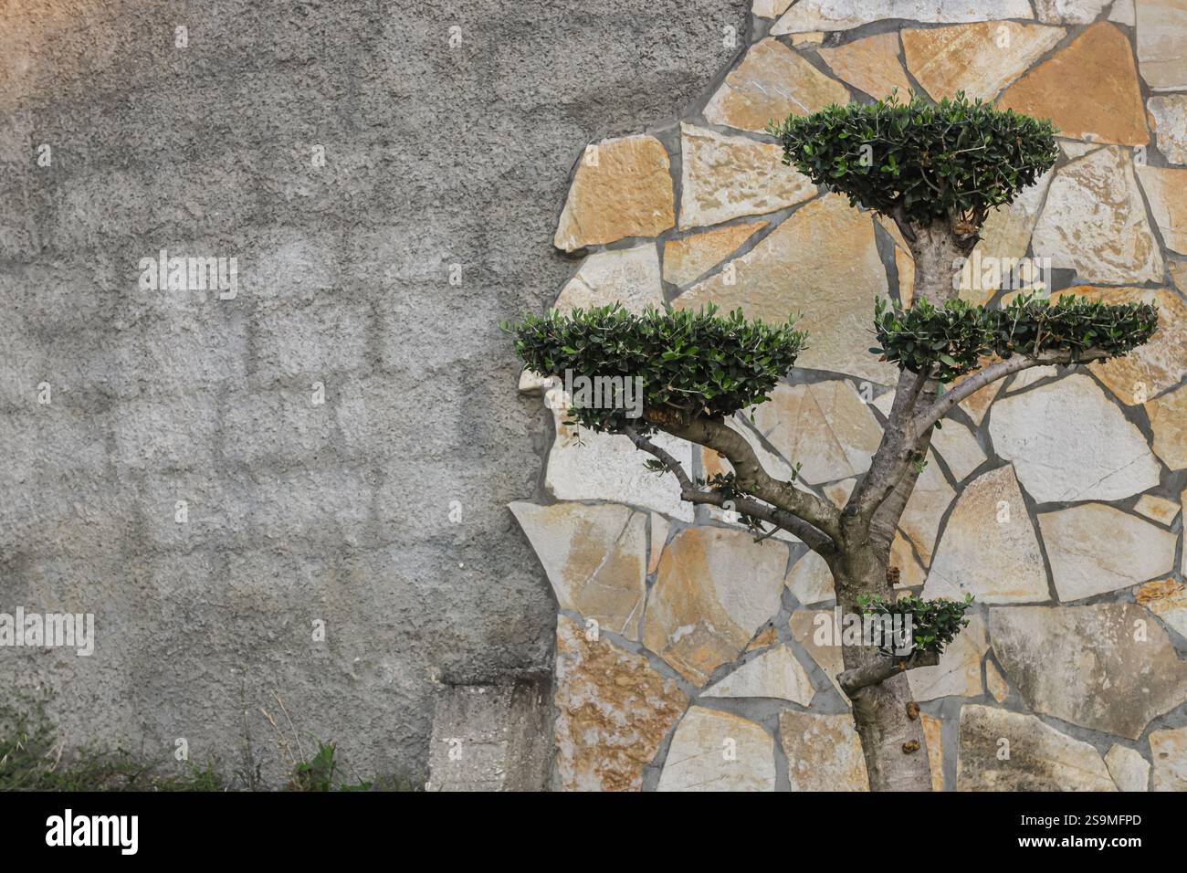 Unique tree in space between hi-res stock photography and images - Alamy