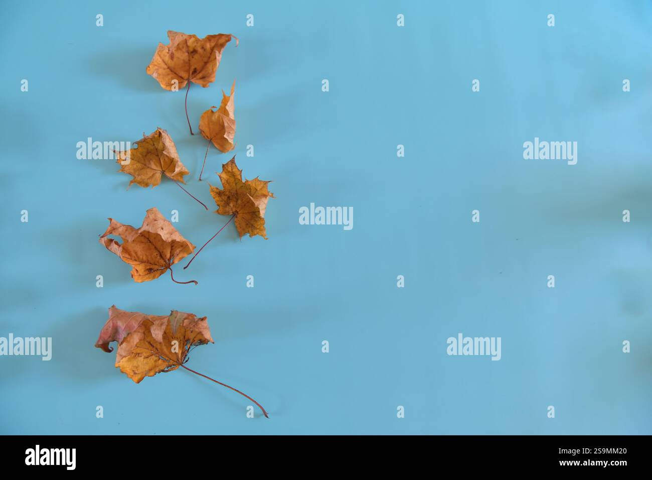 Brown and faded maple leaves against blue background. Horizontal photo ...