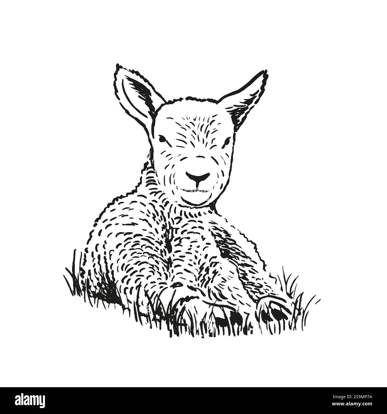 Hand drawn illustration of lying lamb Stock Vector Image & Art - Alamy