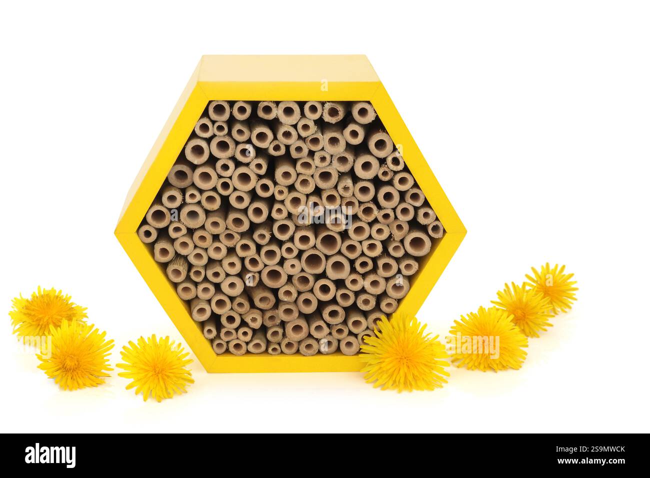 Bee house for conservation of bees with dandelion flowers. Eco friendly ...
