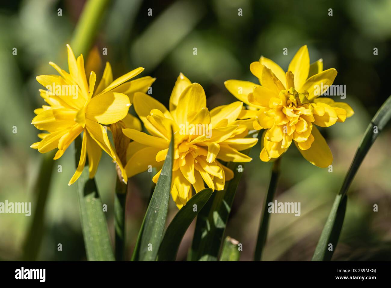 Yellow Double daffodils (Narcissus) Rip Van Winkle bloom in a garden in April Stock Photo - Alamy