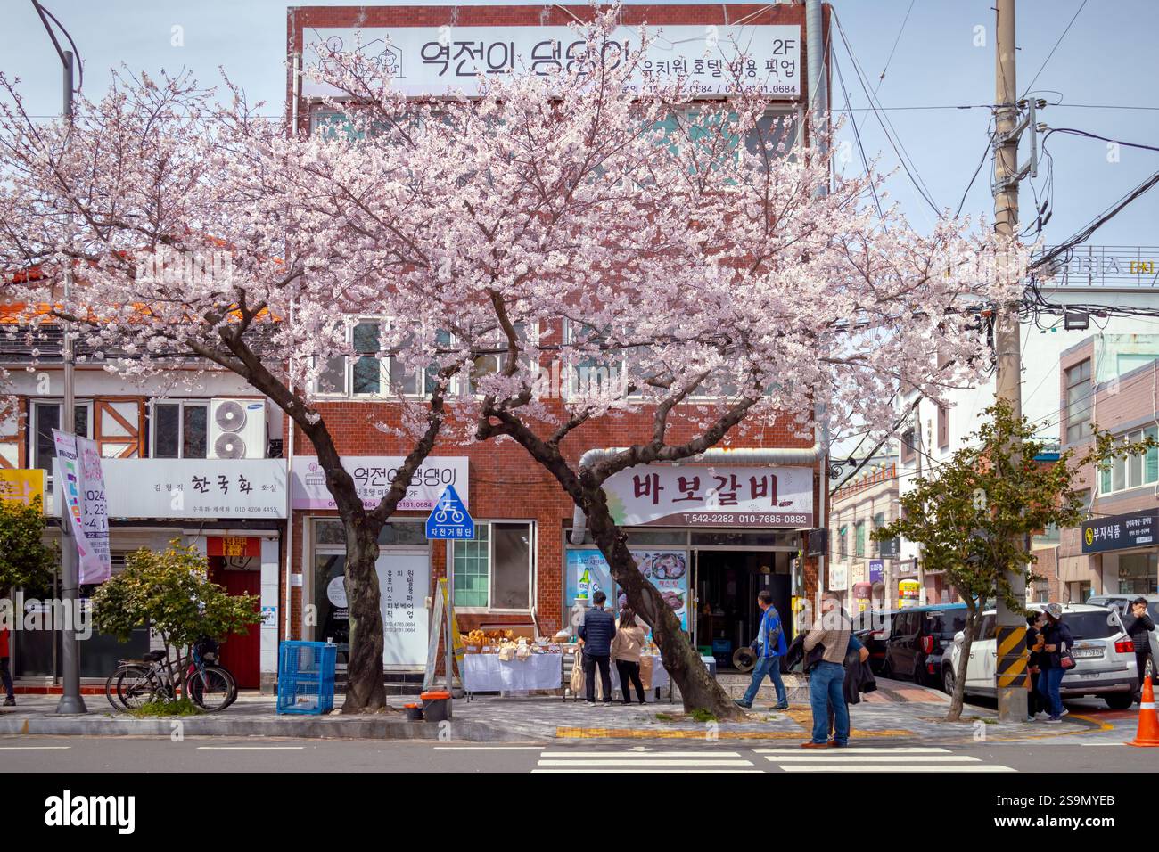 Cherry bloom trees in front of a red brick storefront building. Photo ...