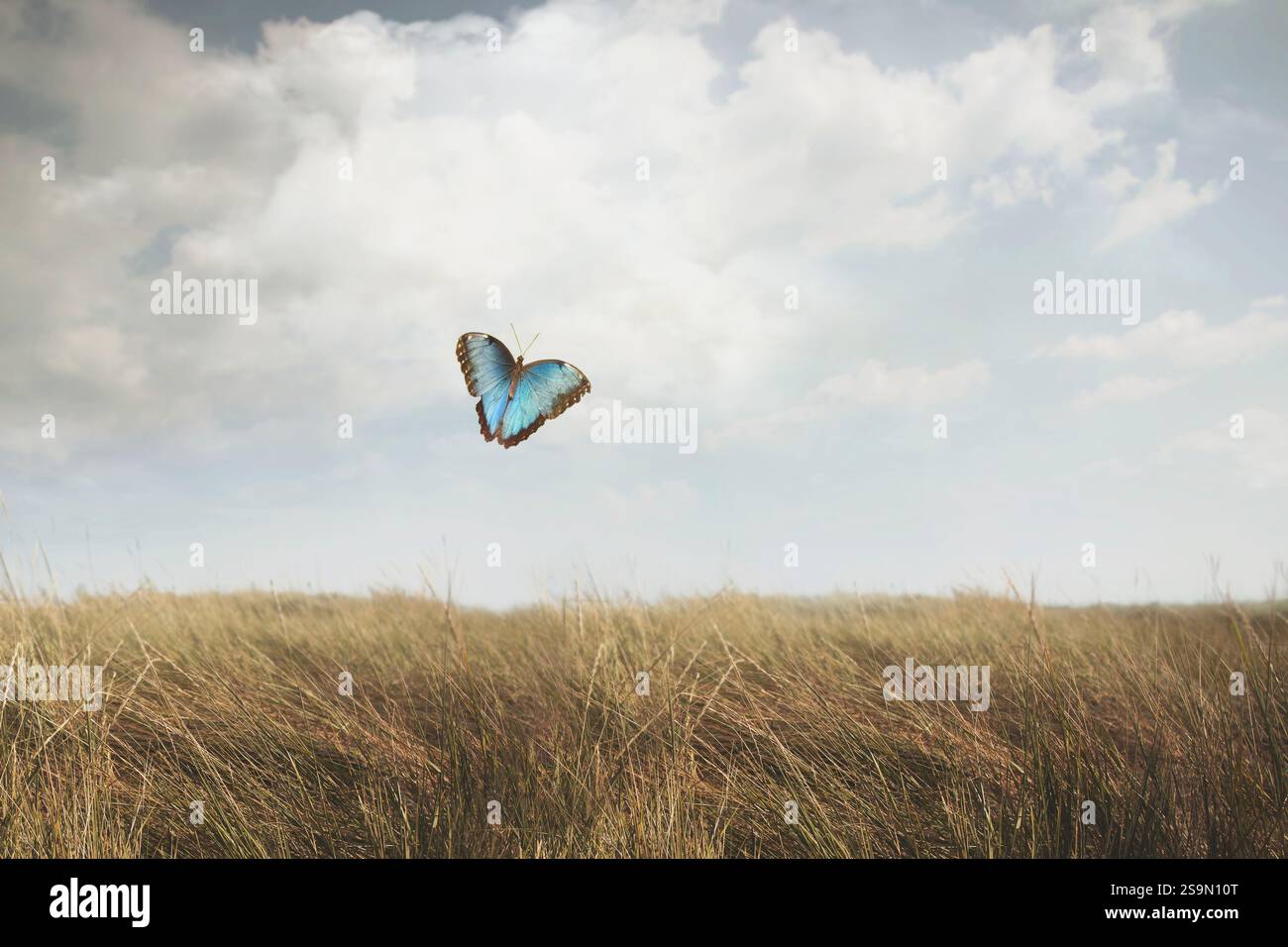 Concept transformation of butterfly hi-res stock photography and images ...