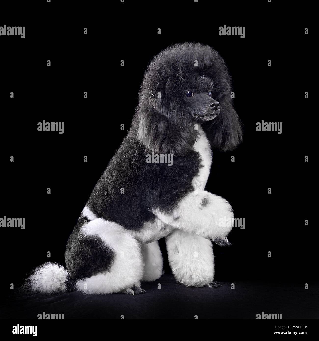 Black and white poodle sitting and giving his paw isolated on black ...