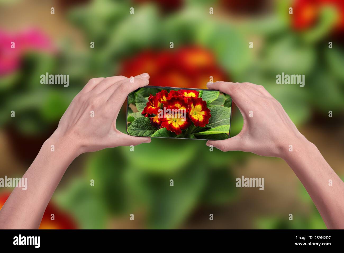 Plant identifier application. Woman taking photo of flowers, closeup ...