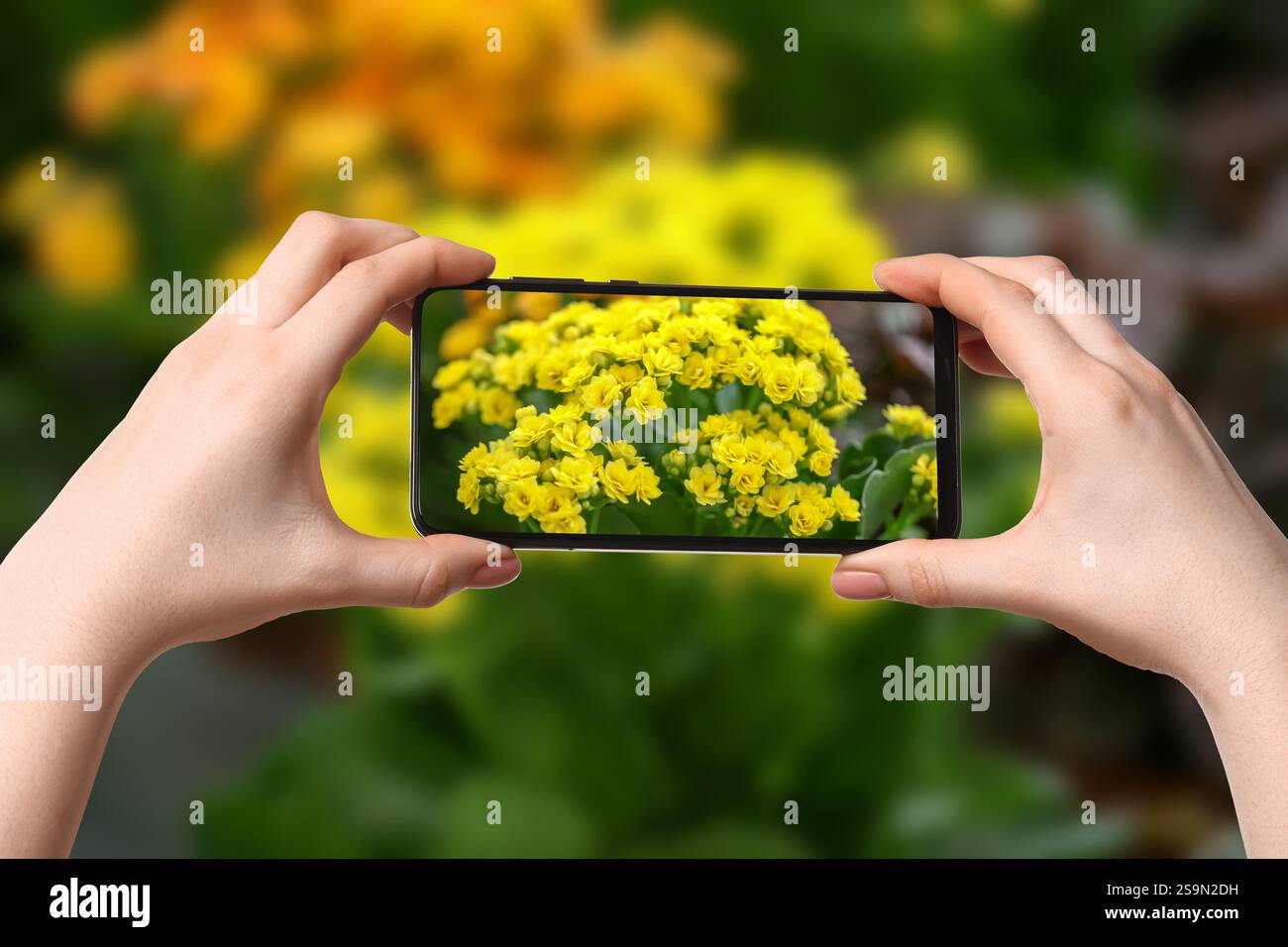 Plant identifier application. Woman taking photo of flowers outdoors ...