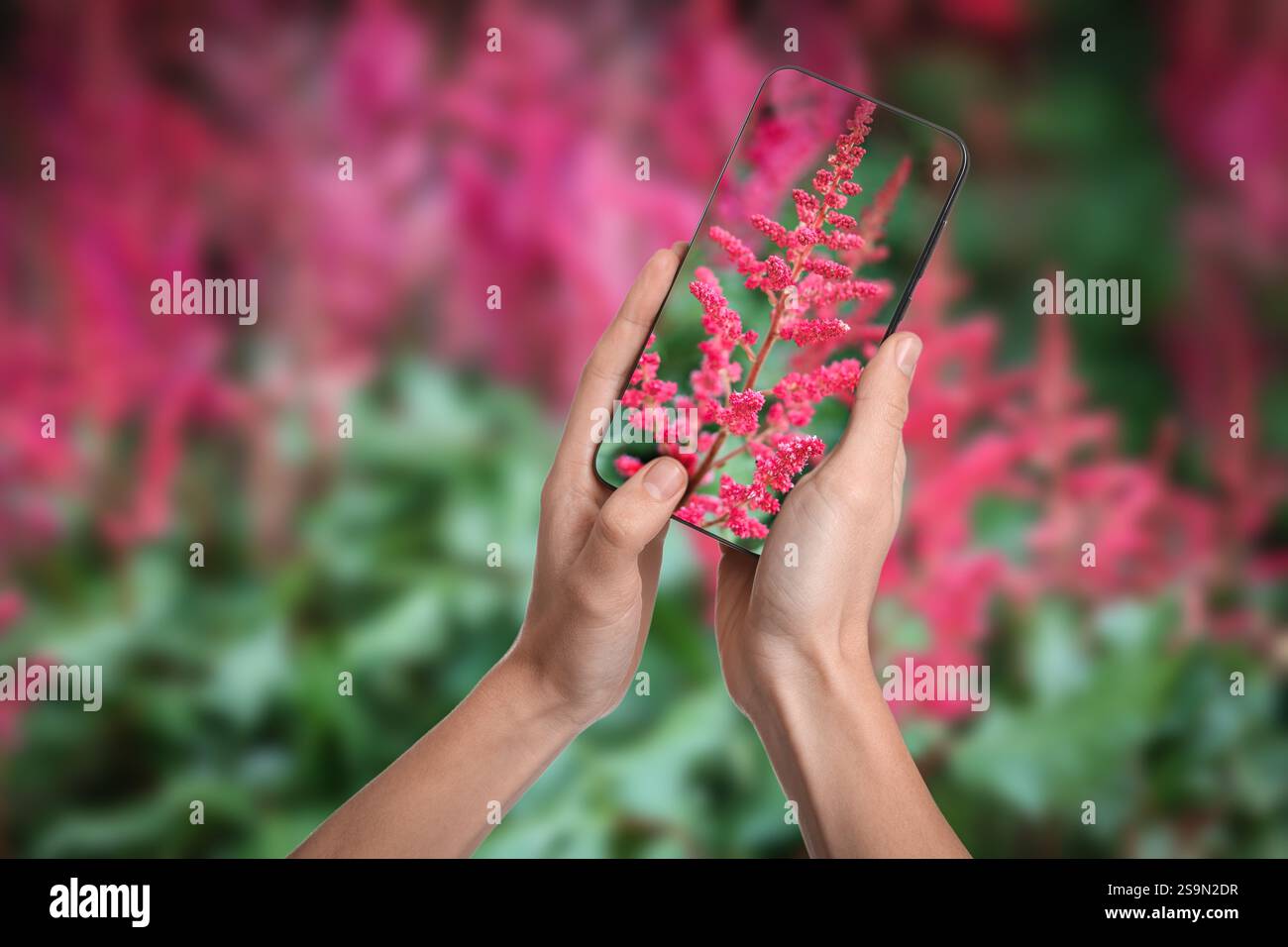 Plant identifier application. Woman taking photo of flowers outdoors ...