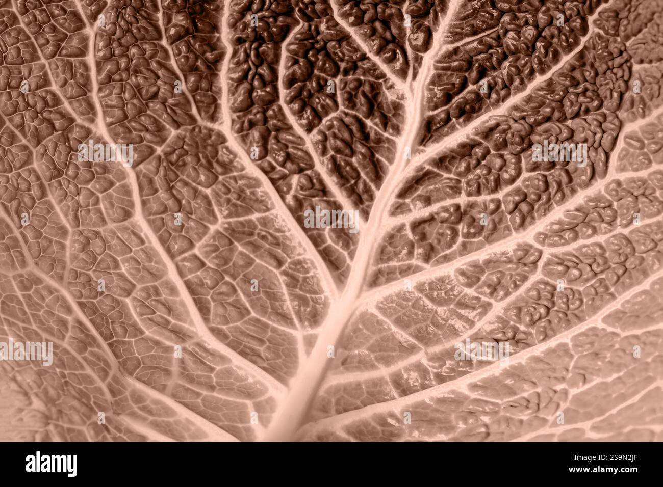 Leaf of plant in mocha mousse color, closeup. Trendy color of 2025 year ...