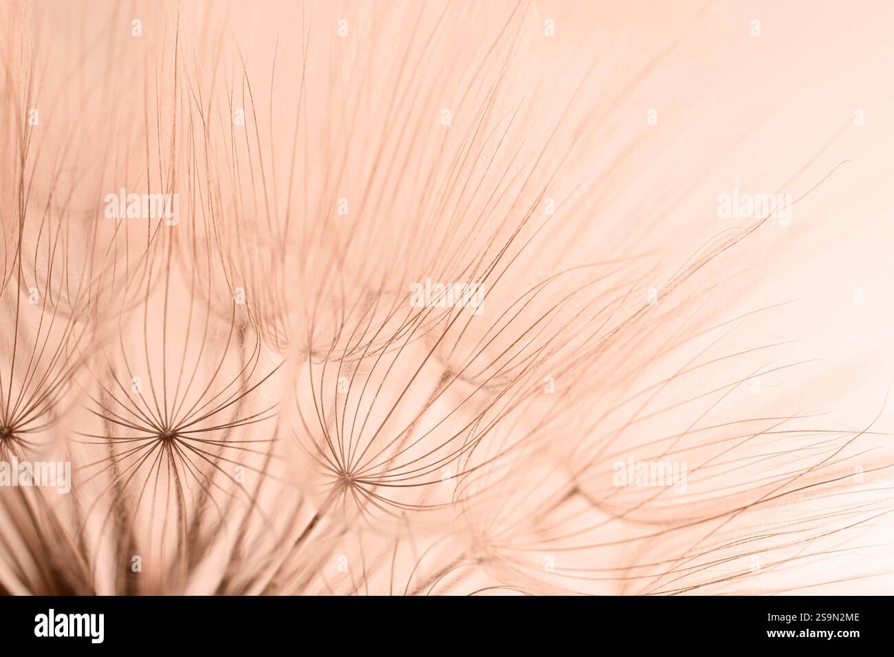 Beautiful fluffy dandelion flower, toned in mocha mousse shade. Trendy ...