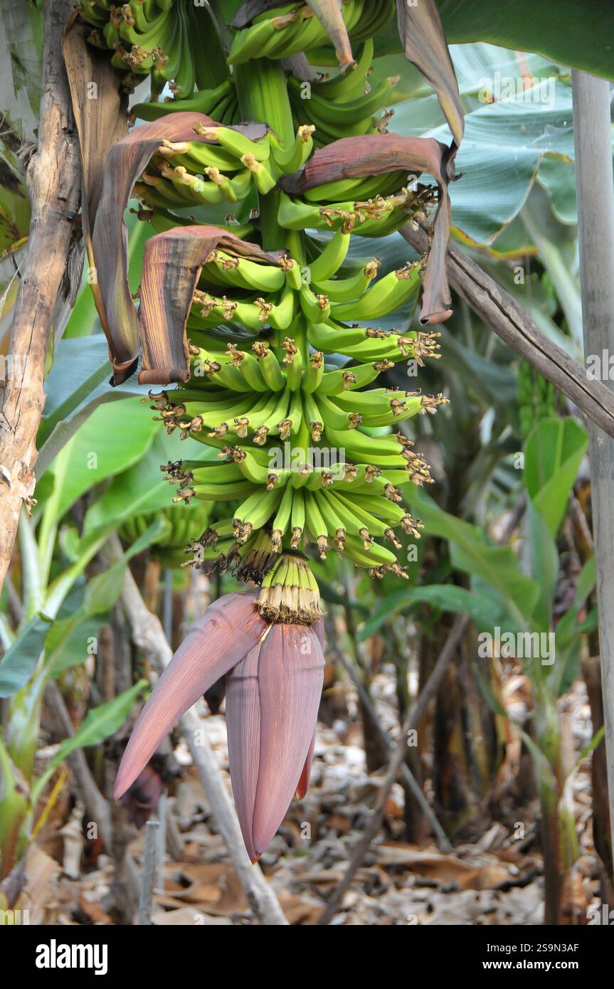 Bunch of bananas in bloom on a plantation in the Canary Islands Stock ...