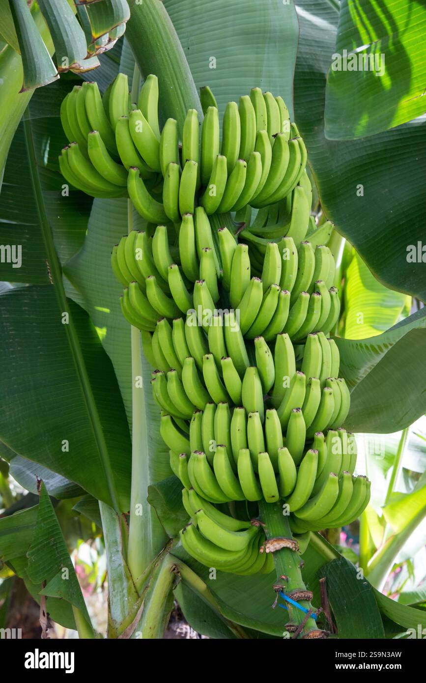 Beautiful bunch of bananas hi-res stock photography and images - Alamy