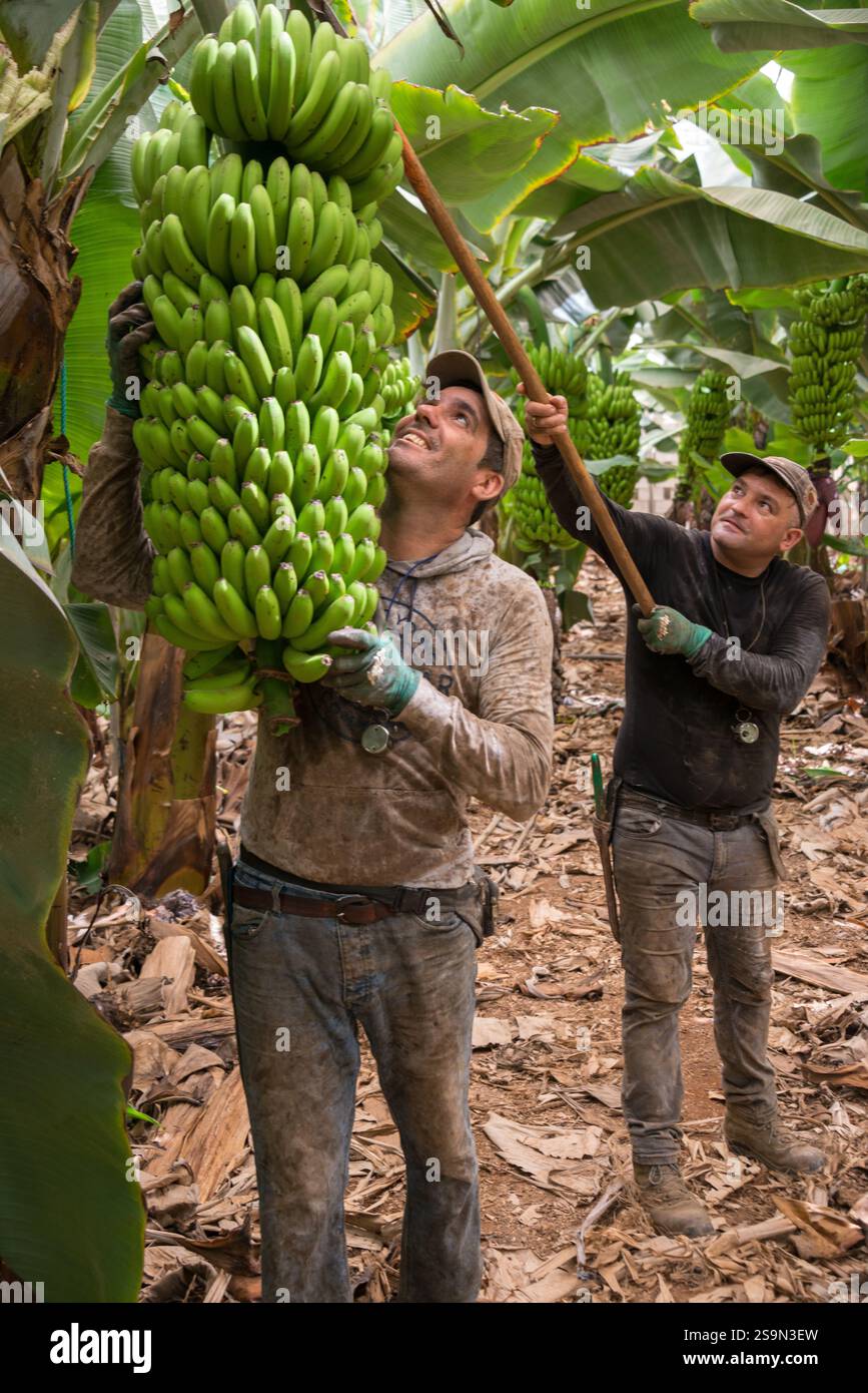 Workers harvesting bunches of bananas on a plantation Stock Photo - Alamy
