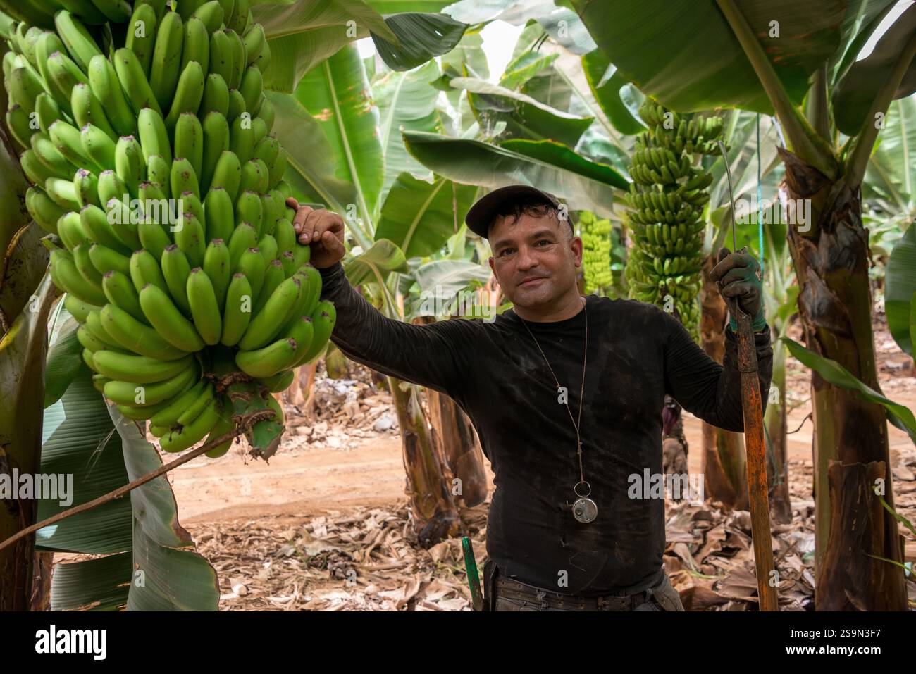 Plantation worker next to a banana tree in the Canary Islands Stock ...