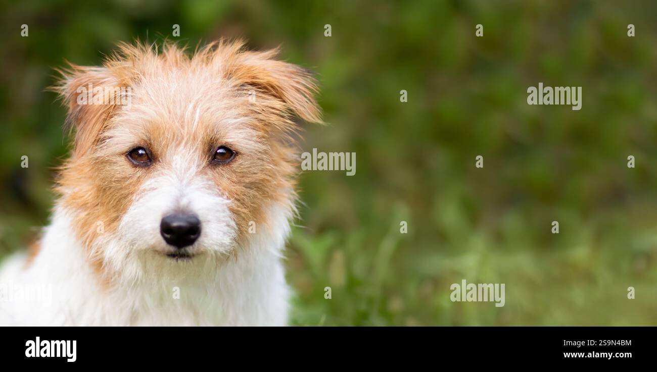 Face of a cute fluffy jack russell terrier dog, pet expression web ...