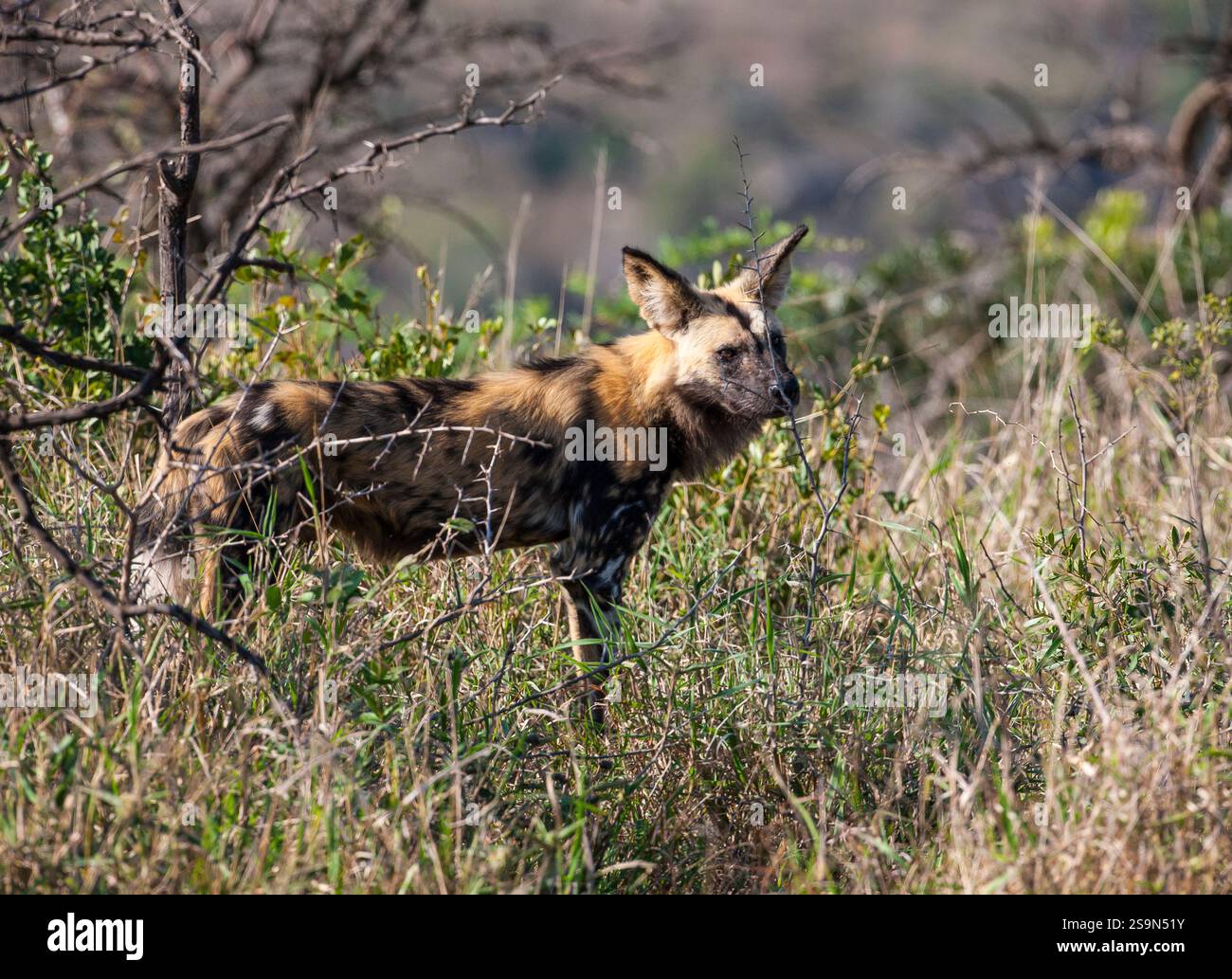 The African wild dog (Lycaon pictus) is a wild dog species living in ...