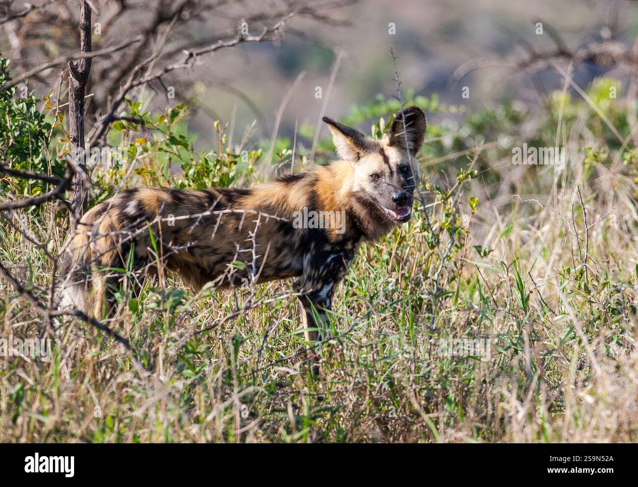 The African wild dog (Lycaon pictus) is a wild dog species living in ...