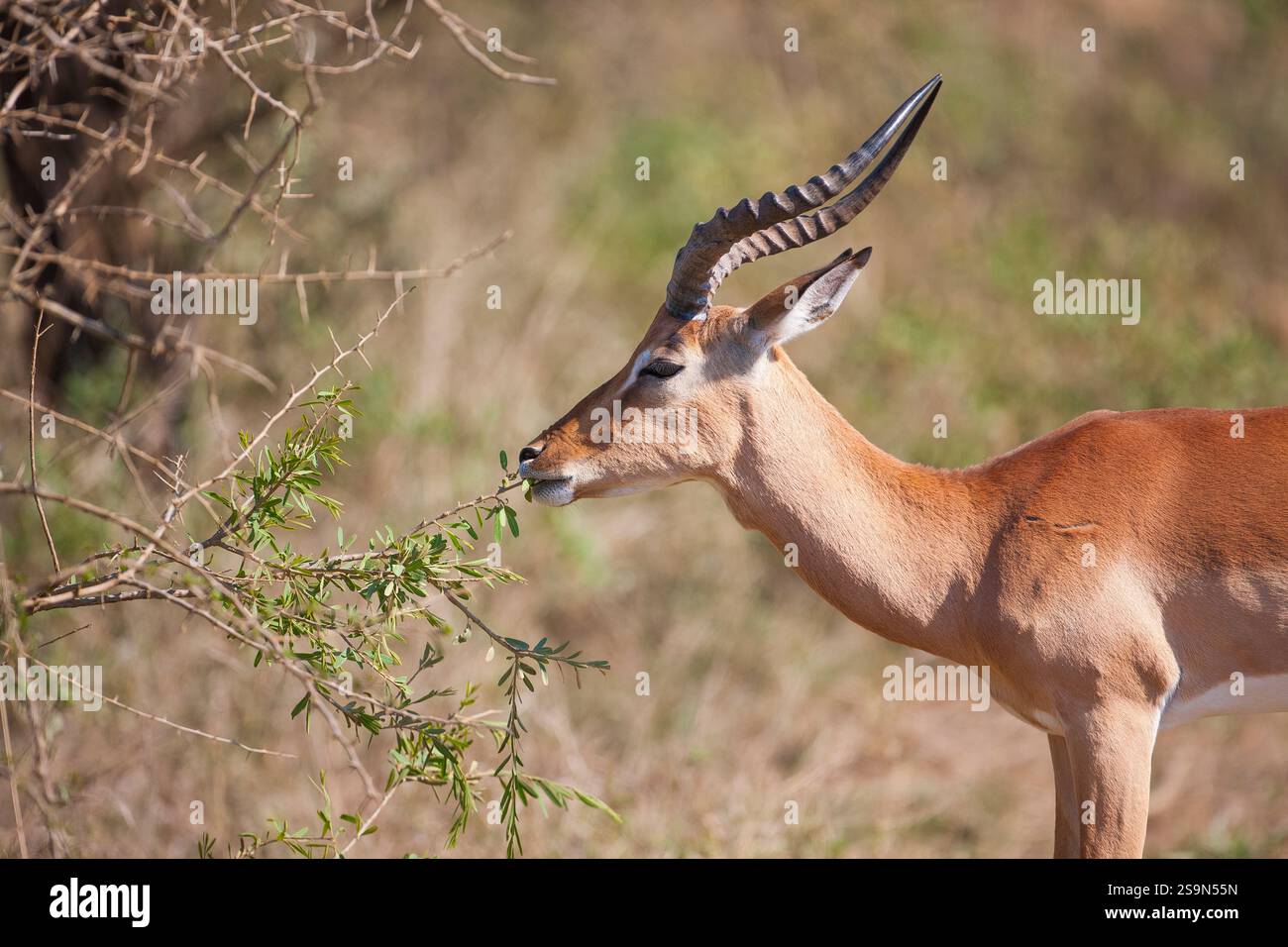 The impalas (Aepyceros melampus) in Africa are one of the most ...