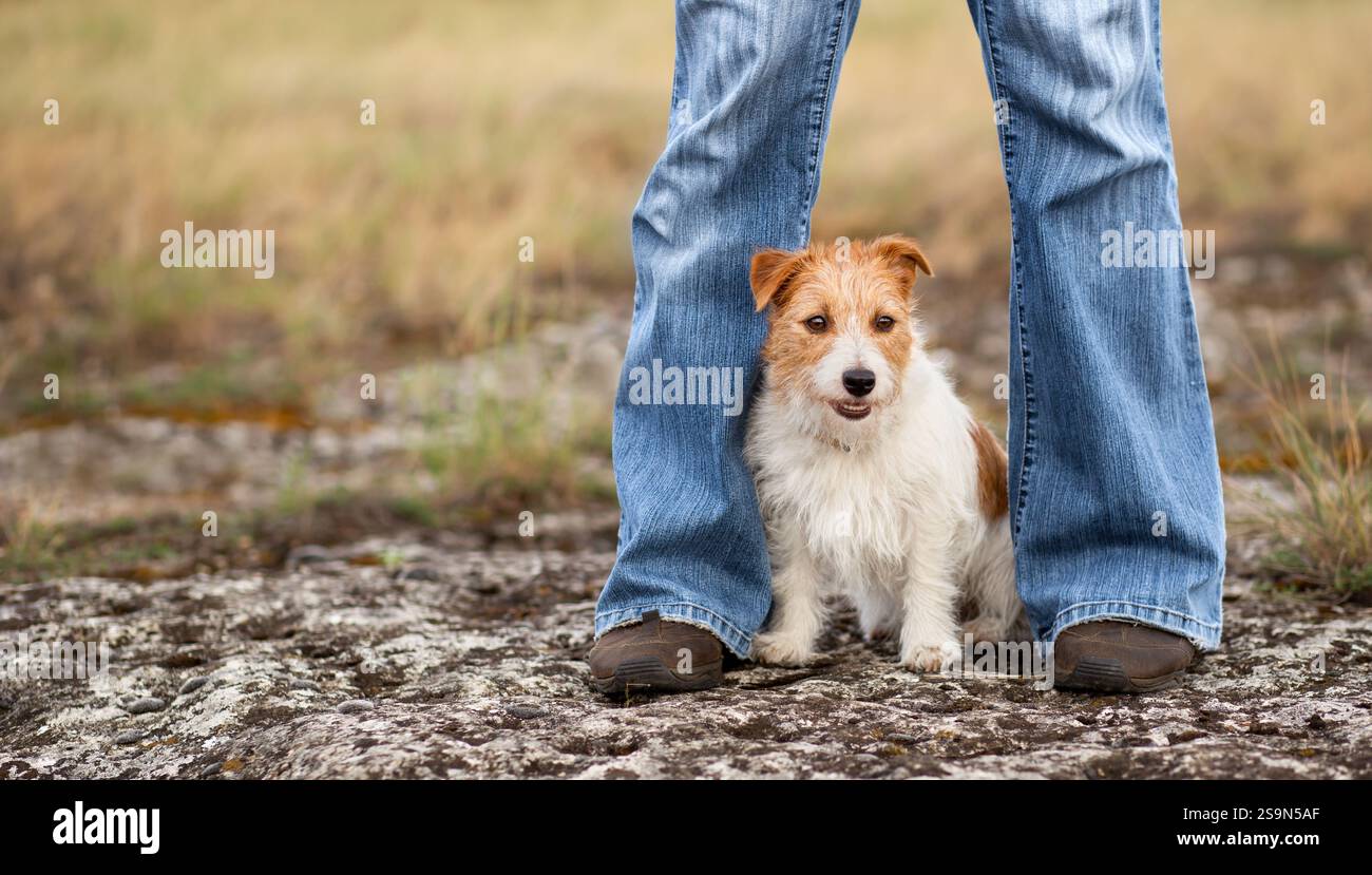 Happy dog sitting between her owner's legs. Relationship of human and ...