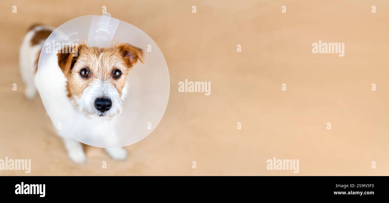 Healthy cute recovering dog with funnel collar. Protection after ...