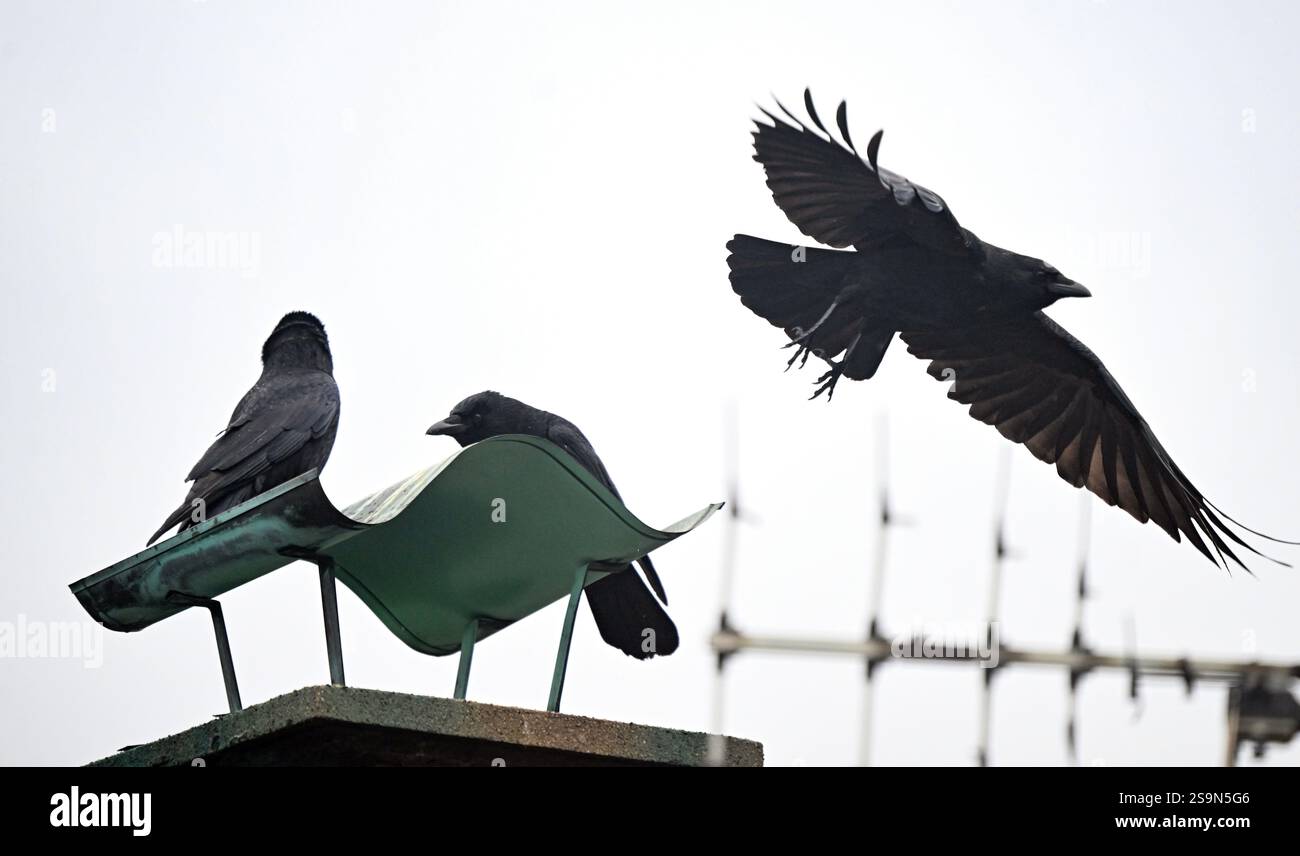 Stuttgart, Germany. 27th Jan, 2025. Two crows sit in the rain on the ...