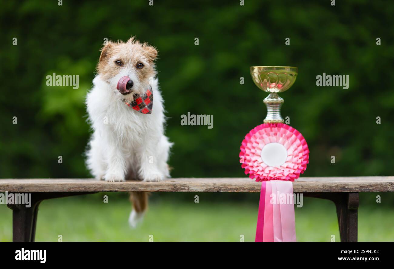 Cute happy dog with a winner trophy and ribbon, successful competition ...