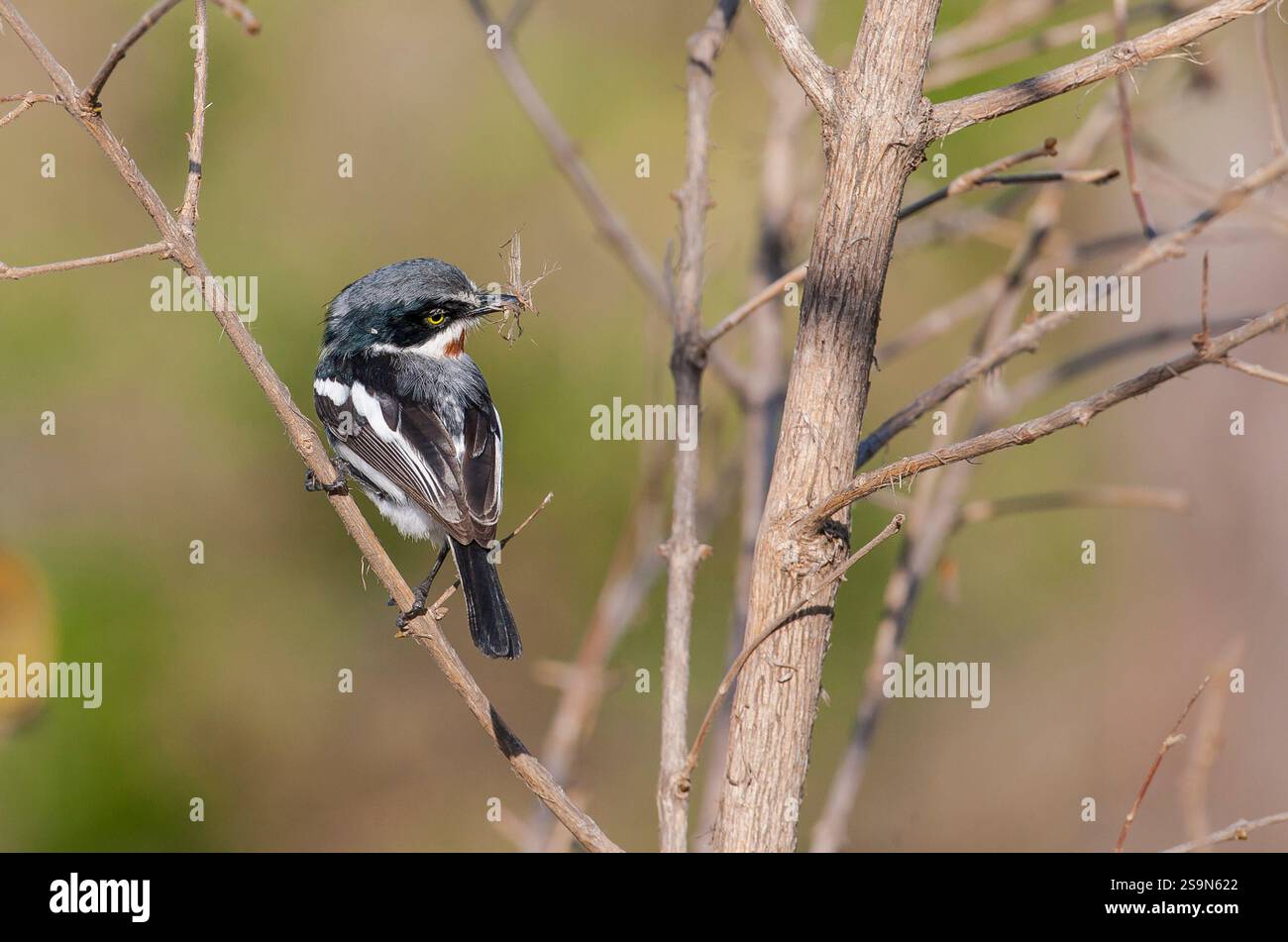 Chinspot batis (Batis molitor) is a songbird living in a forest area in ...