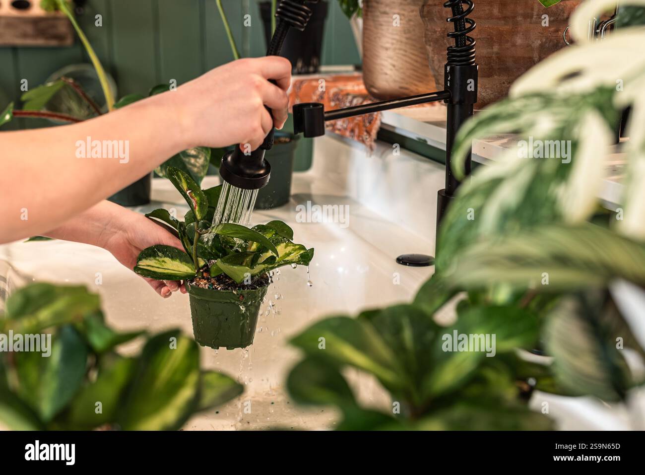 Houseplant watering hi-res stock photography and images - Alamy