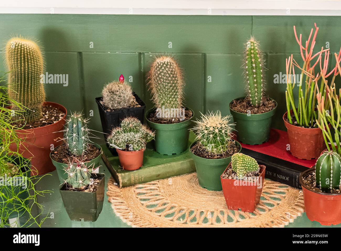 A variety of small cacti displayed in pots on a green background Stock ...