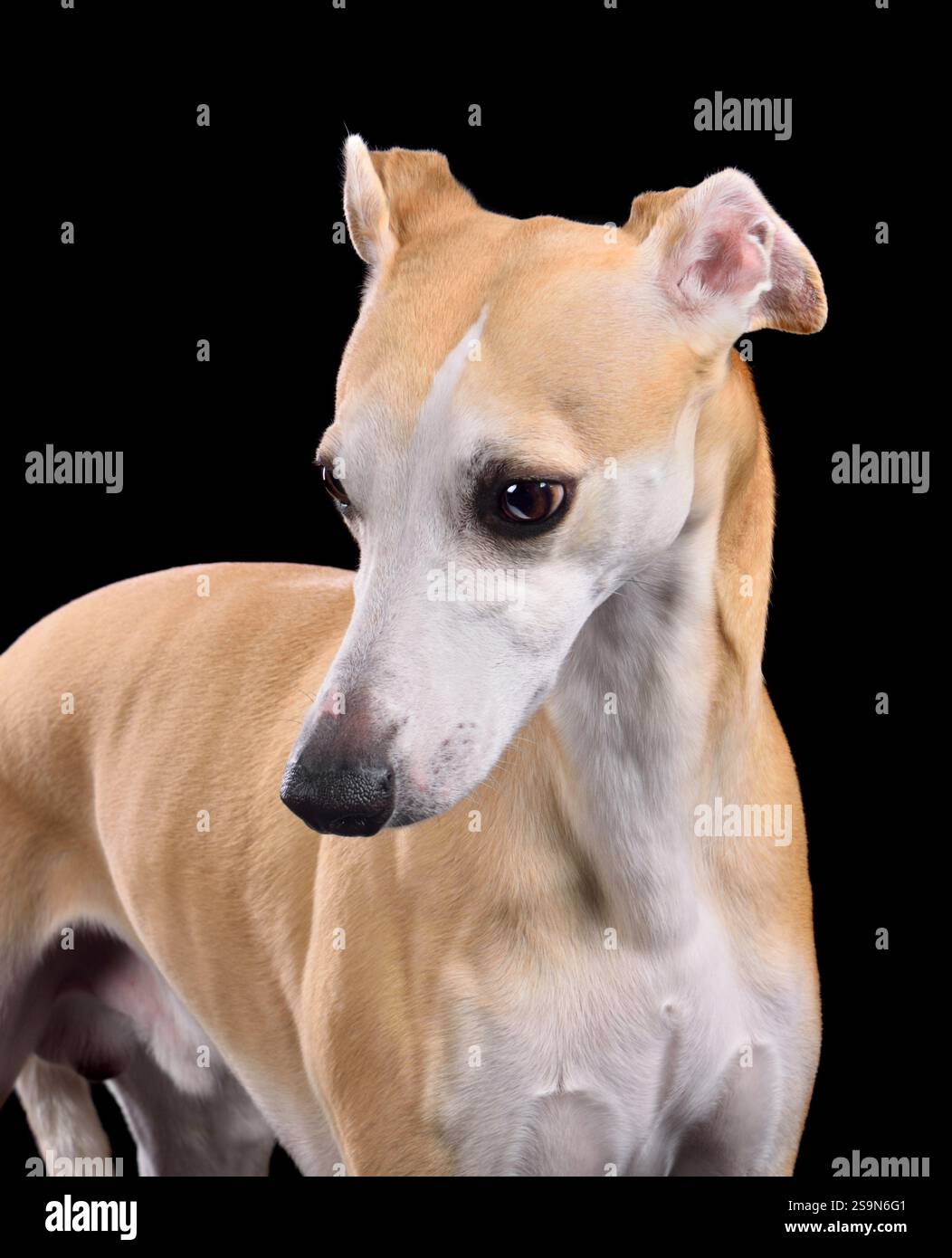 Beautiful English Whippet dog in the studio isolated on black ...
