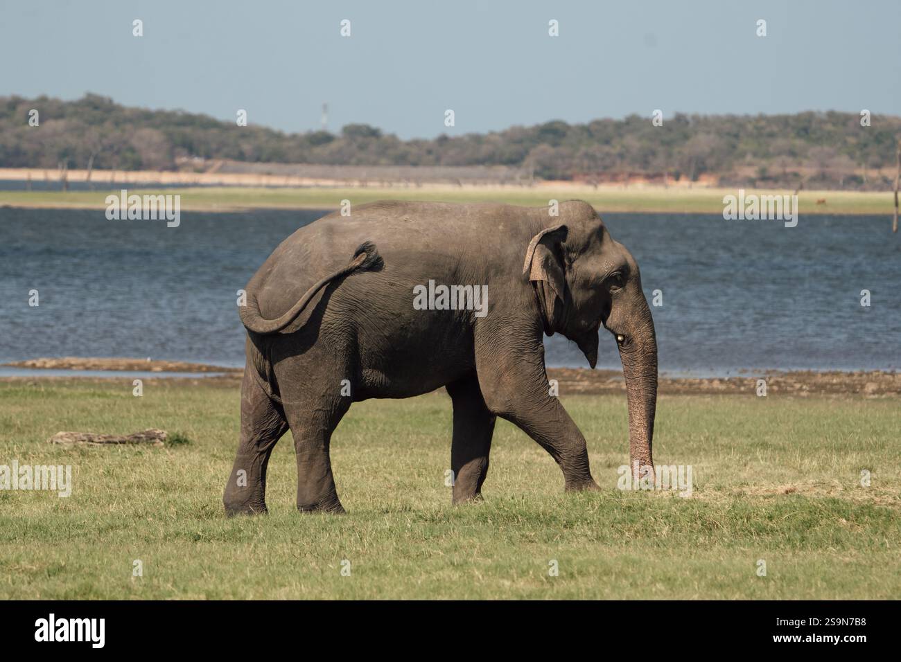 Elephant swings tail near watering hole in Minneriya, Sri Lanka Stock ...