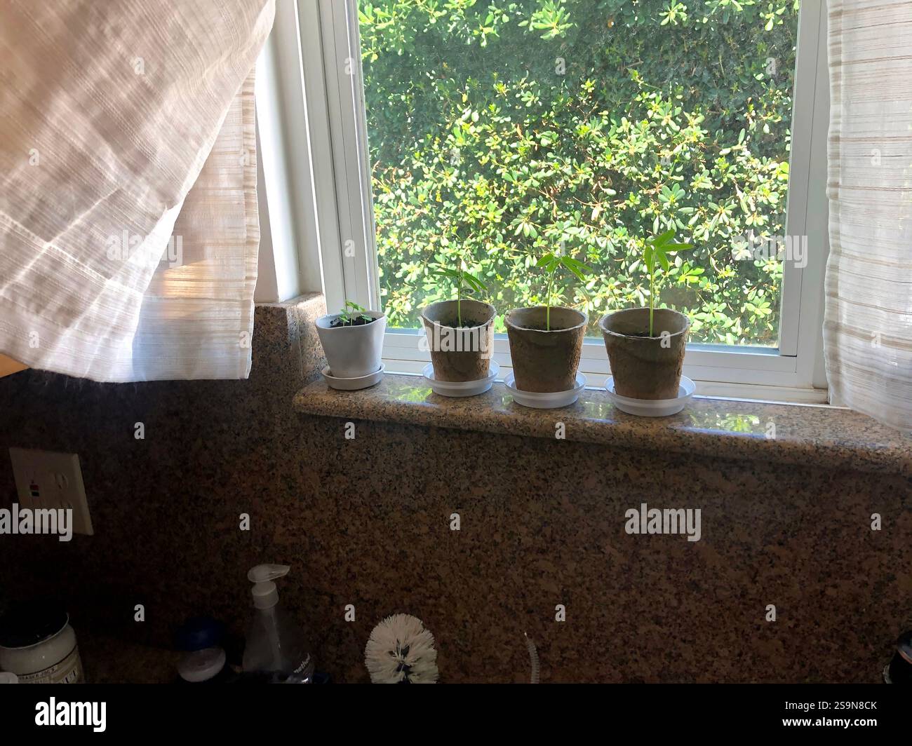 Morning Glory Sprouts In Small Pots sit on windowsil Stock Photo - Alamy