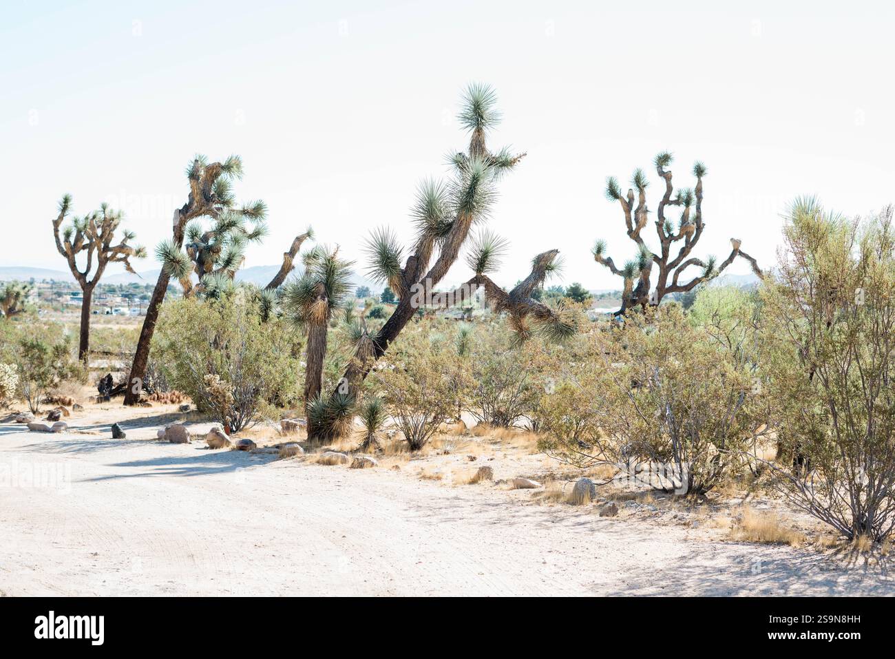 The trees are preserved by the dry climate hi-res stock photography and ...