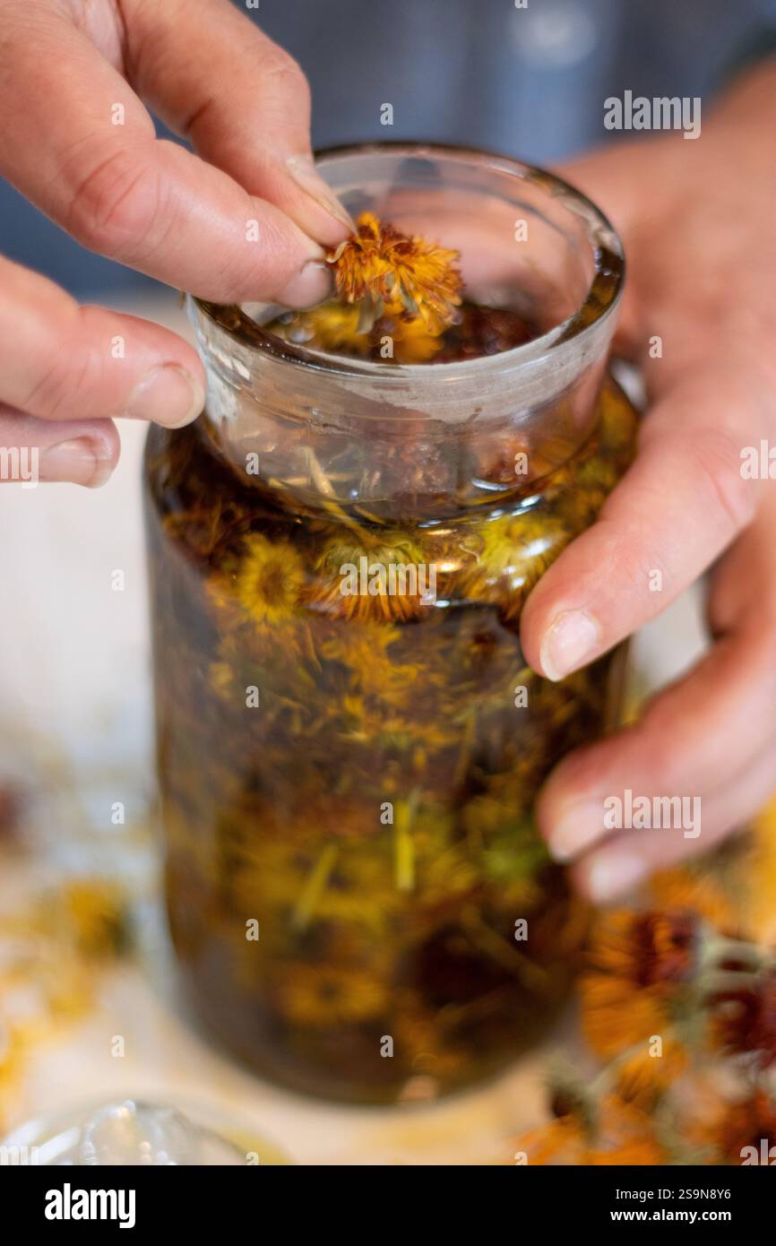 Hands putting dried calendula flowers into jar with olive oil Stock ...
