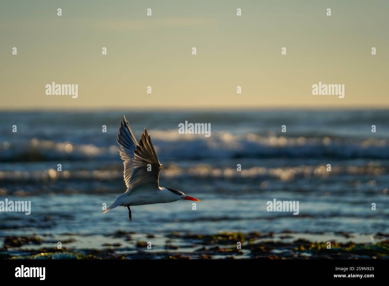 Bird fishing during King Tides Stock Photo - Alamy