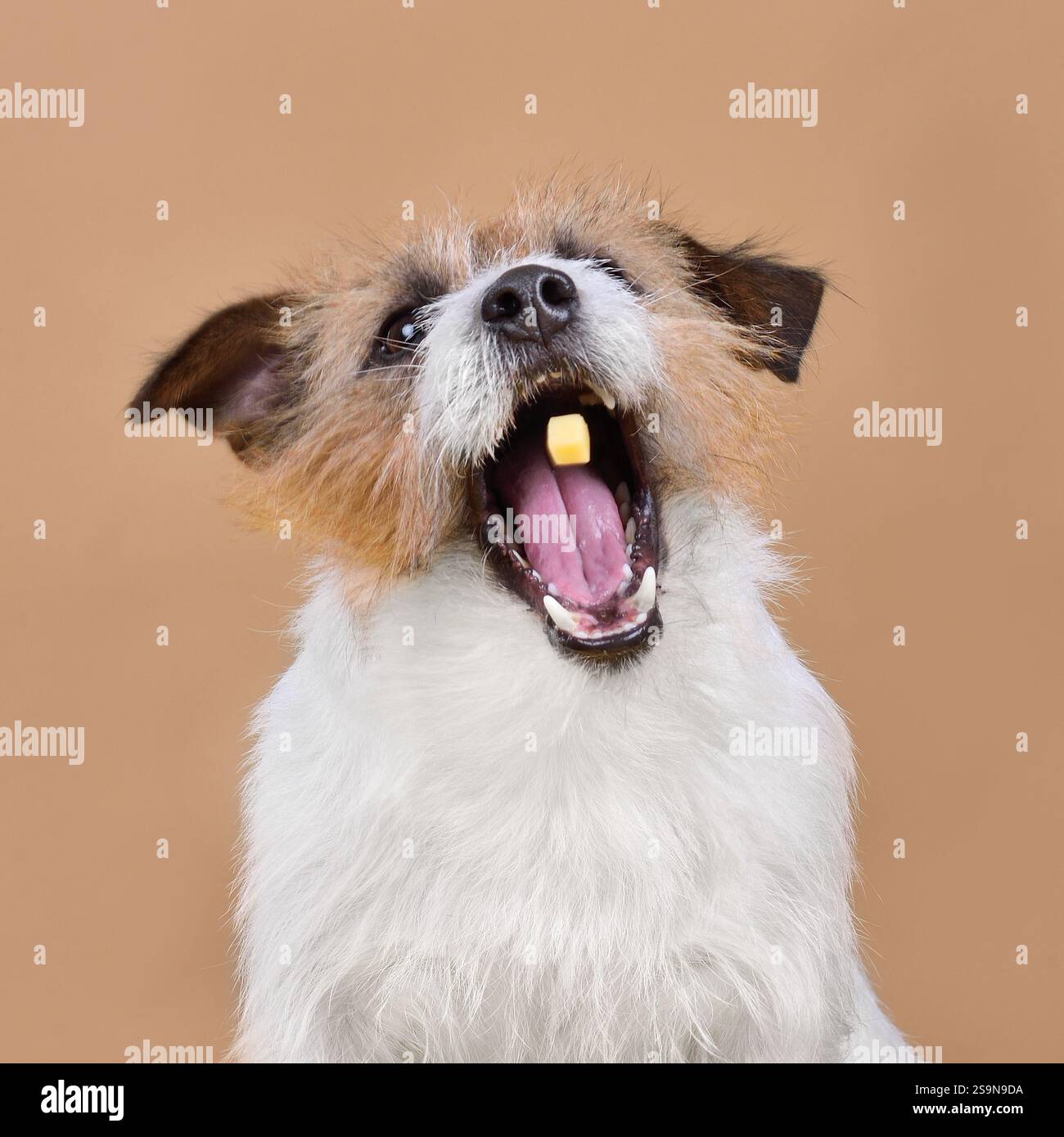 Funny Jack Russell Terrier dog catches a piece of food on yellow ...