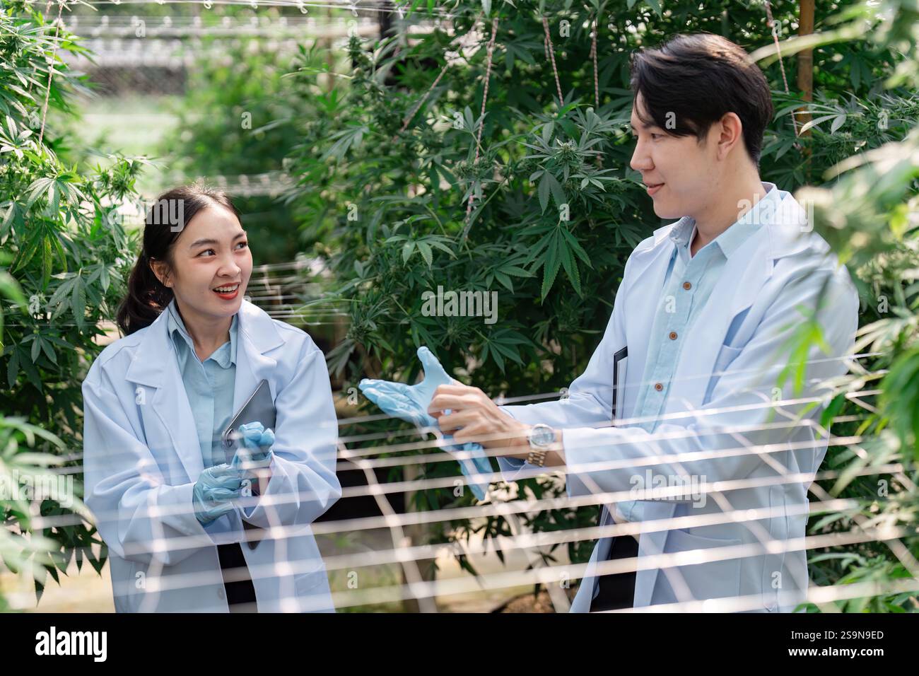 Engaging conversation between scientists in a cannabis greenhouse on ...