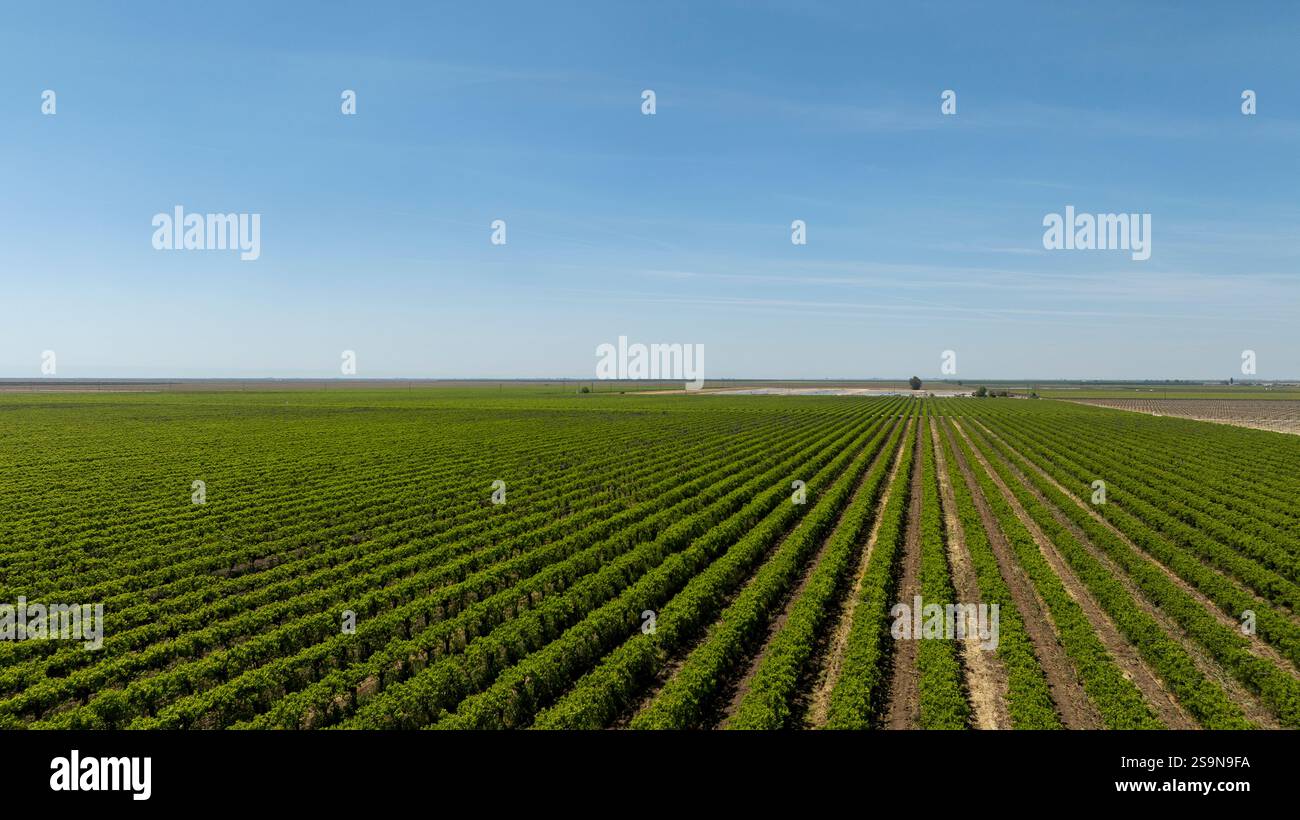 Aerial view of symmetrical rows of crops in California Central Valley ...