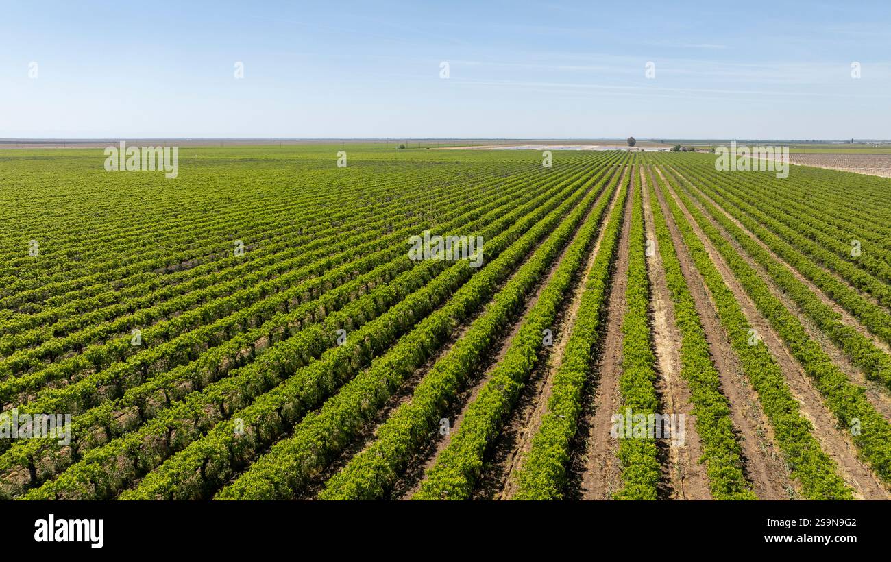 Aerial view of symmetrical rows of crops in California Central Valley ...