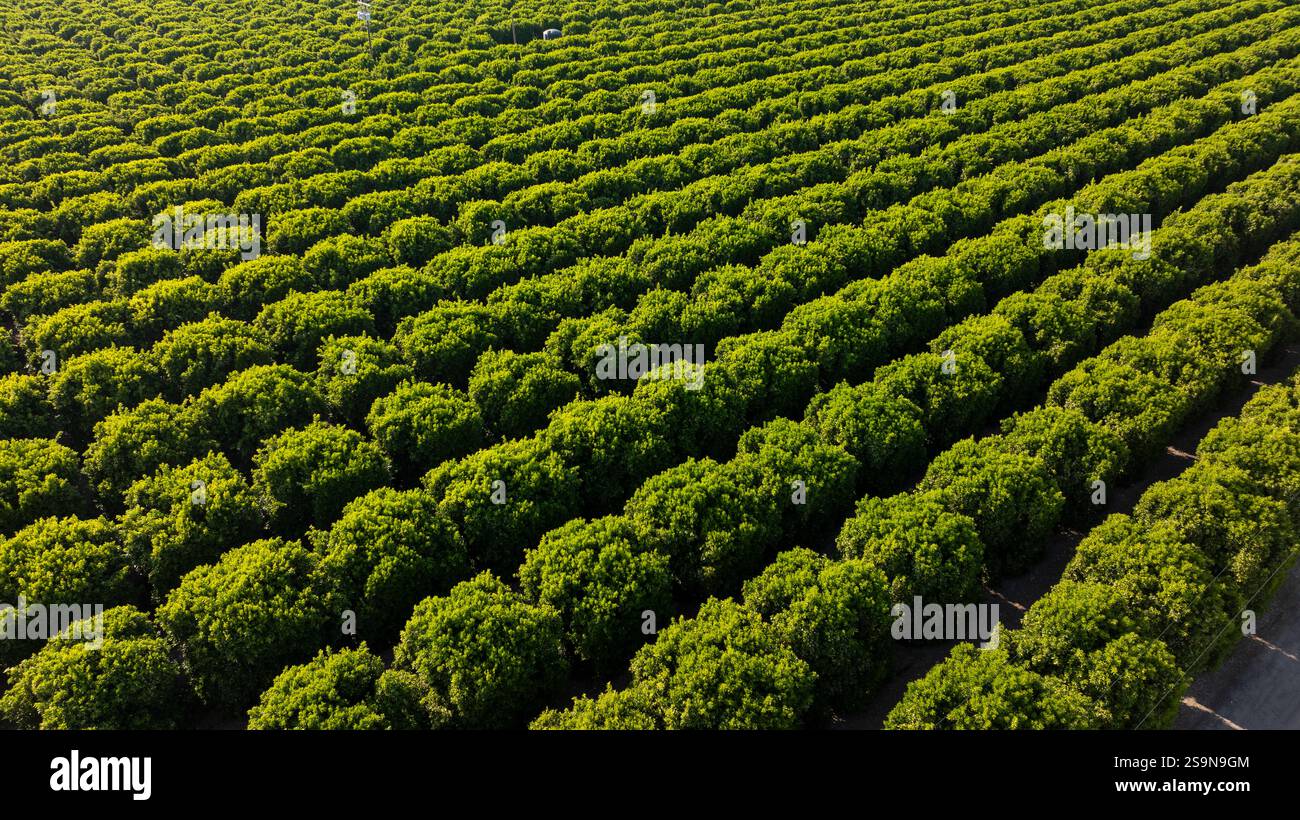 Aerial view of symmetrical rows of orange tree crops in California ...